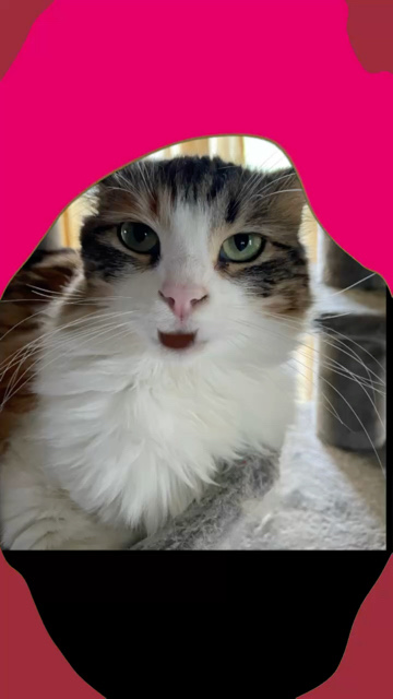 My cat sings I am Woman as made famous by Emmy Meli - PetStar