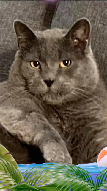 My cat sings I Feel Good as made famous by Pitbull - PetStar