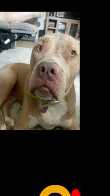 My dog Bella sings Girls Just Want To Have Fun as made famous by Cyndi ...