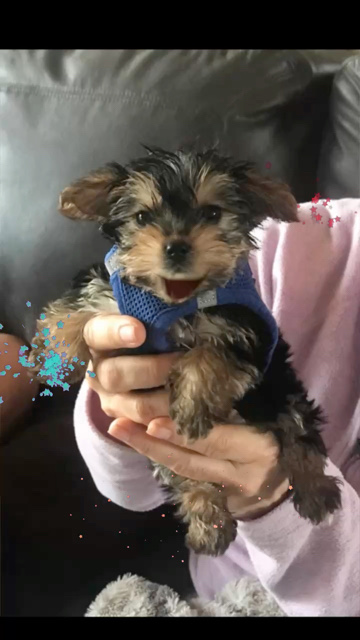 My dog sings Message In A Bottle as made famous by Taylor Swift - PetStar