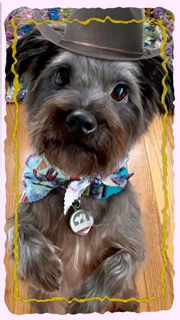 My dog Murphy sings Don't Stop Believin' as made famous by Journey ...