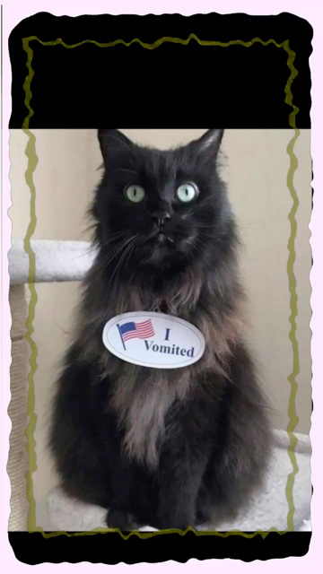 My cat Toby sings Don't Stop Believin' as made famous by Journey - PetStar