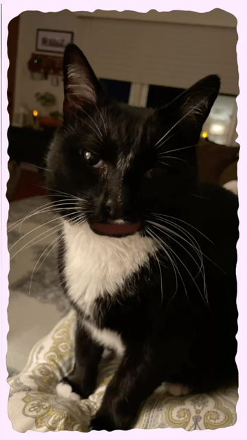 My cat Toby sings Don't Stop Believin' as made famous by Journey - PetStar