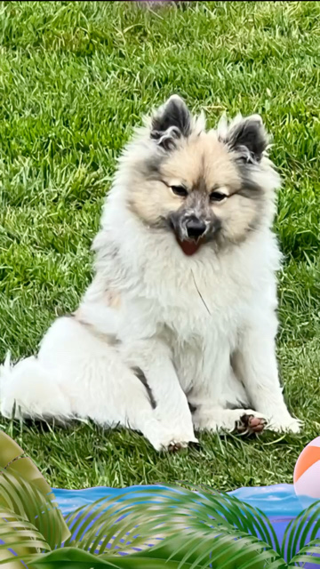 My dog sings I Feel Good as made famous by Pitbull - PetStar