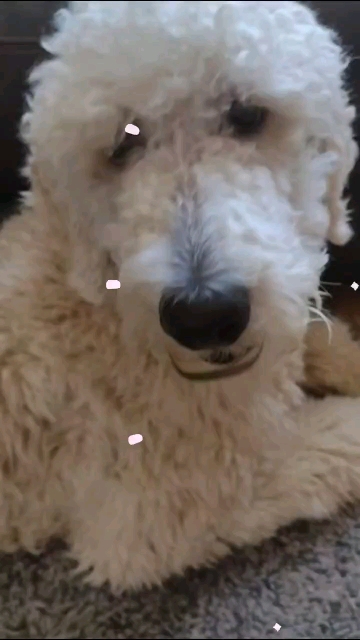 My dog sings That's What I Like as made famous by Bruno Mars - PetStar