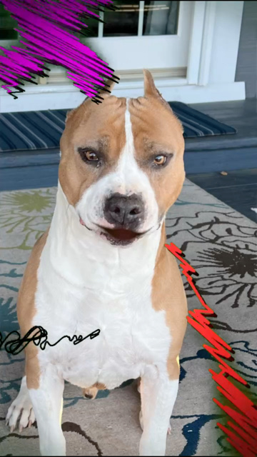 My dog sings Enemy as made famous by League of Legends & Imagine ...