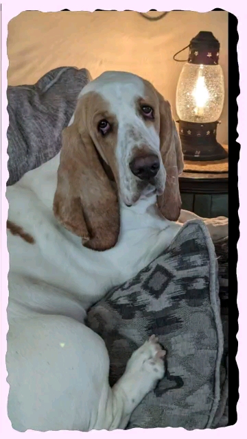 My dog Benson sings Don't Stop Believin' as made famous by Journey ...