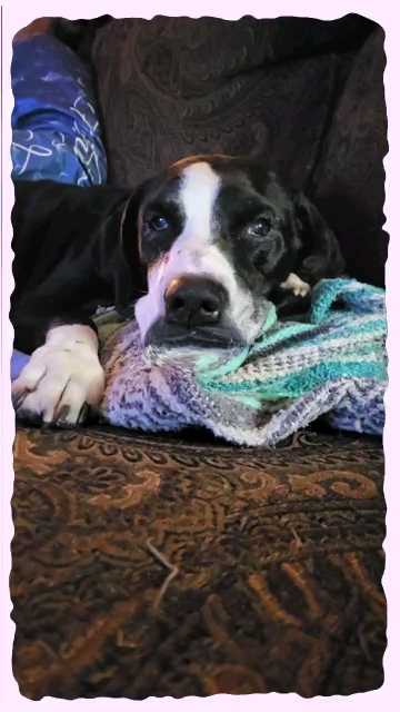 My cat Red sings Don't Stop Believin' as made famous by Journey - PetStar