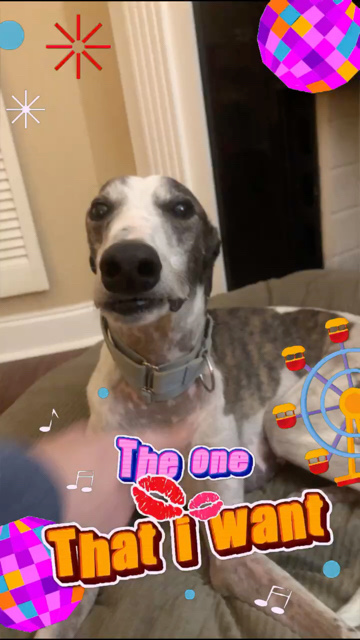 My dog Sum Dog sings You're The One That I Want as made famous by ...
