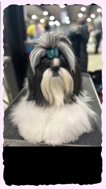 My dog Bailey sings Don't Stop Believin' as made famous by Journey ...