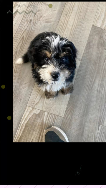 My dog Cooper sings You're The One That I Want as made famous by Grease ...