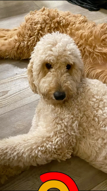 My dog Cooper sings Girls Just Want To Have Fun as made famous by Cyndi ...