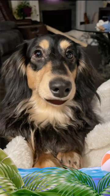 My dog sings I Feel Good as made famous by Pitbull - PetStar