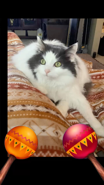 My cat sings Macarena as made famous by Los Del Rio - PetStar