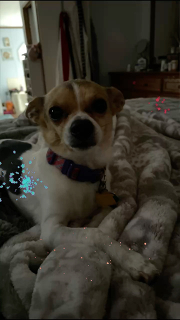 My dog sings Message In A Bottle as made famous by Taylor Swift - PetStar
