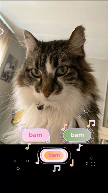 My cat Chuck sings Bam Bam as made famous by Camila Cabello - PetStar
