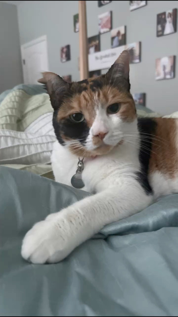 My cat Daisy sings Message In A Bottle as made famous by Taylor Swift ...