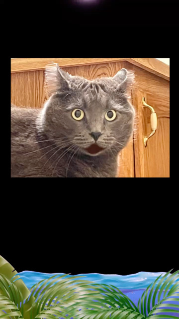 My cat sings I Feel Good as made famous by Pitbull - PetStar