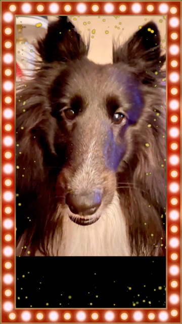 My dog Kevin sings Uptown Girl as made famous by Billy Joel - PetStar