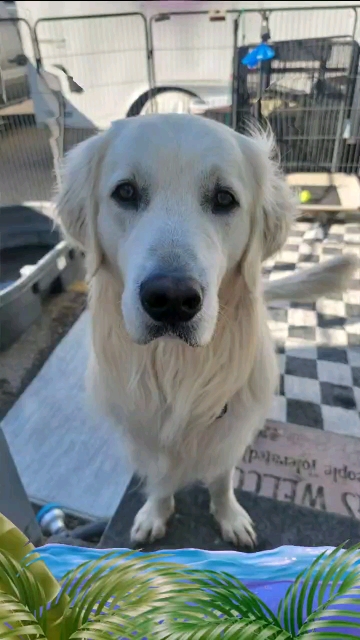 My dog Arthur sings I Feel Good as made famous by Pitbull - PetStar