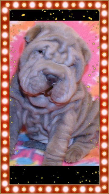 My dog sings Uptown Girl as made famous by Billy Joel - PetStar