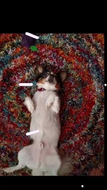 My dog sings That's What I Like as made famous by Bruno Mars - PetStar