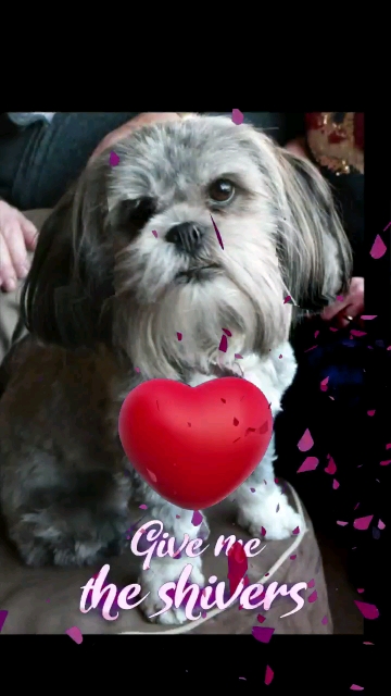 My dog sings Shivers as made famous by Ed Sheeran - PetStar