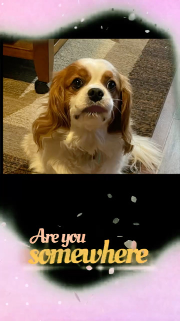 My dog sings Hello as made famous by Lionel Richie - PetStar