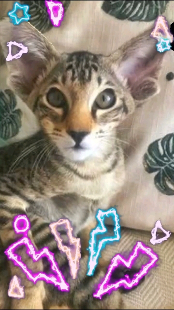 My cat sings Pour Some Sugar On Me as made famous by Def Leppard - PetStar