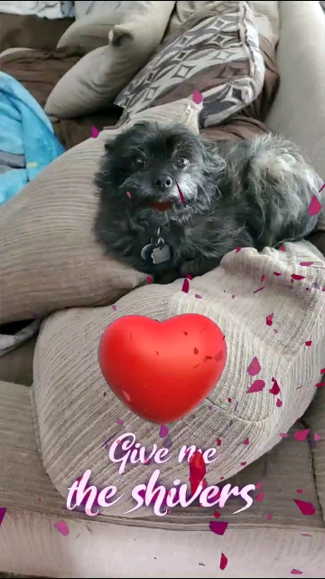 My dog Turbo sings Shivers as made famous by Ed Sheeran - PetStar