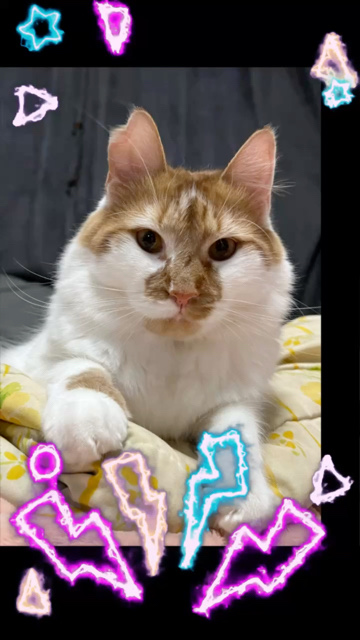 My cat sings Pour Some Sugar On Me as made famous by Def Leppard - PetStar