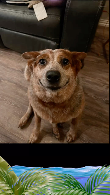 My dog sings I Feel Good as made famous by Pitbull - PetStar