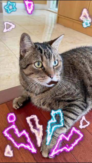 My cat sings Pour Some Sugar On Me as made famous by Def Leppard - PetStar