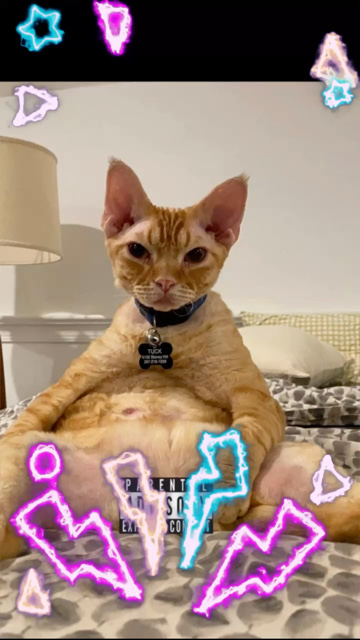 My cat sings Pour Some Sugar On Me as made famous by Def Leppard - PetStar