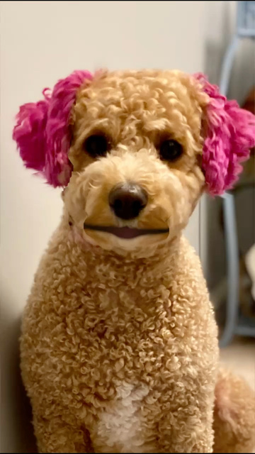 My dog sings Good 4 U as made famous by Olivia Rodrigo - PetStar