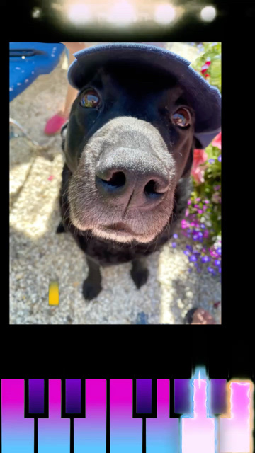My dog sings Jump as made famous by Van Halen - PetStar