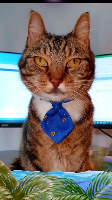 My cat sings I Feel Good as made famous by Pitbull - PetStar