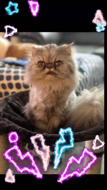 My cat Leo sings Pour Some Sugar On Me as made famous by Def Leppard ...