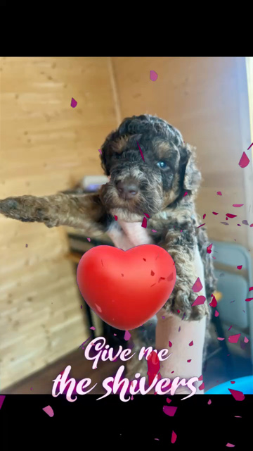 My dog sings Shivers as made famous by Ed Sheeran - PetStar