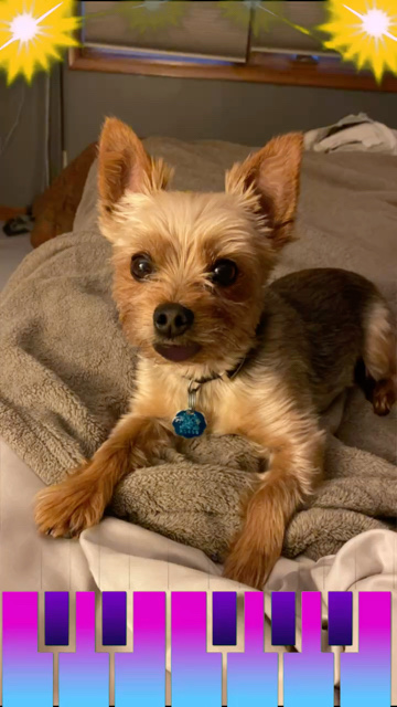 My dog sings Jump as made famous by Van Halen - PetStar