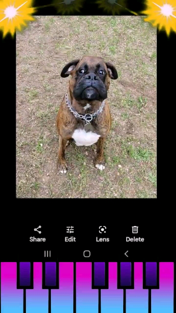 My dog sings Jump as made famous by Van Halen - PetStar