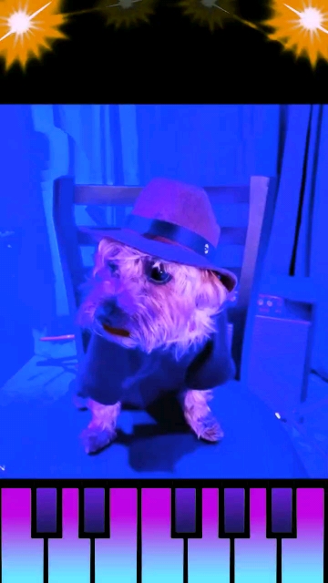 My dog sings Jump as made famous by Van Halen - PetStar