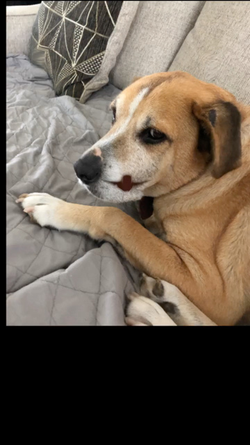 My dog sings Who Let the Dogs Out? as made famous by Baha Men - PetStar