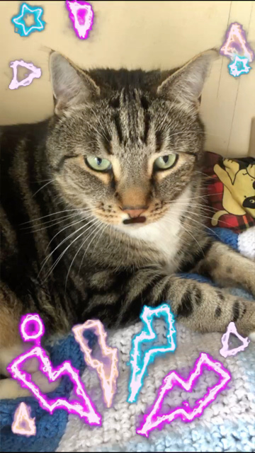 My cat sings Pour Some Sugar On Me as made famous by Def Leppard - PetStar