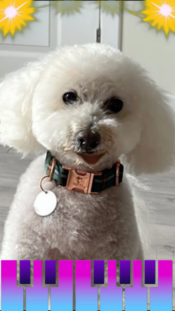 My dog Benji sings Jump as made famous by Van Halen - PetStar