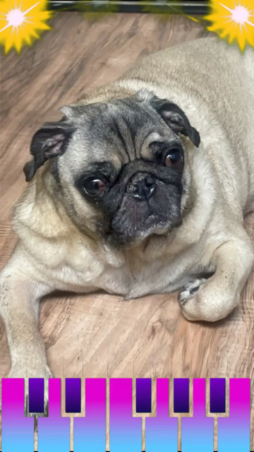 My dog Farley sings Jump as made famous by Van Halen - PetStar