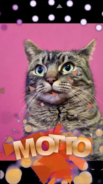 My cat sings The Motto as made famous by Tiësto & Ava Max - PetStar