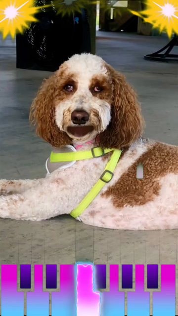My dog sings Jump as made famous by Van Halen - PetStar