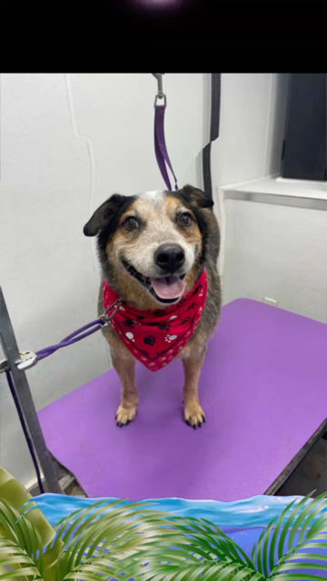 My dog sings I Feel Good as made famous by Pitbull - PetStar