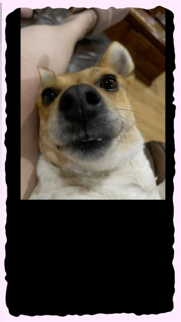 My dog sings Don't Stop Believin' as made famous by Journey - PetStar